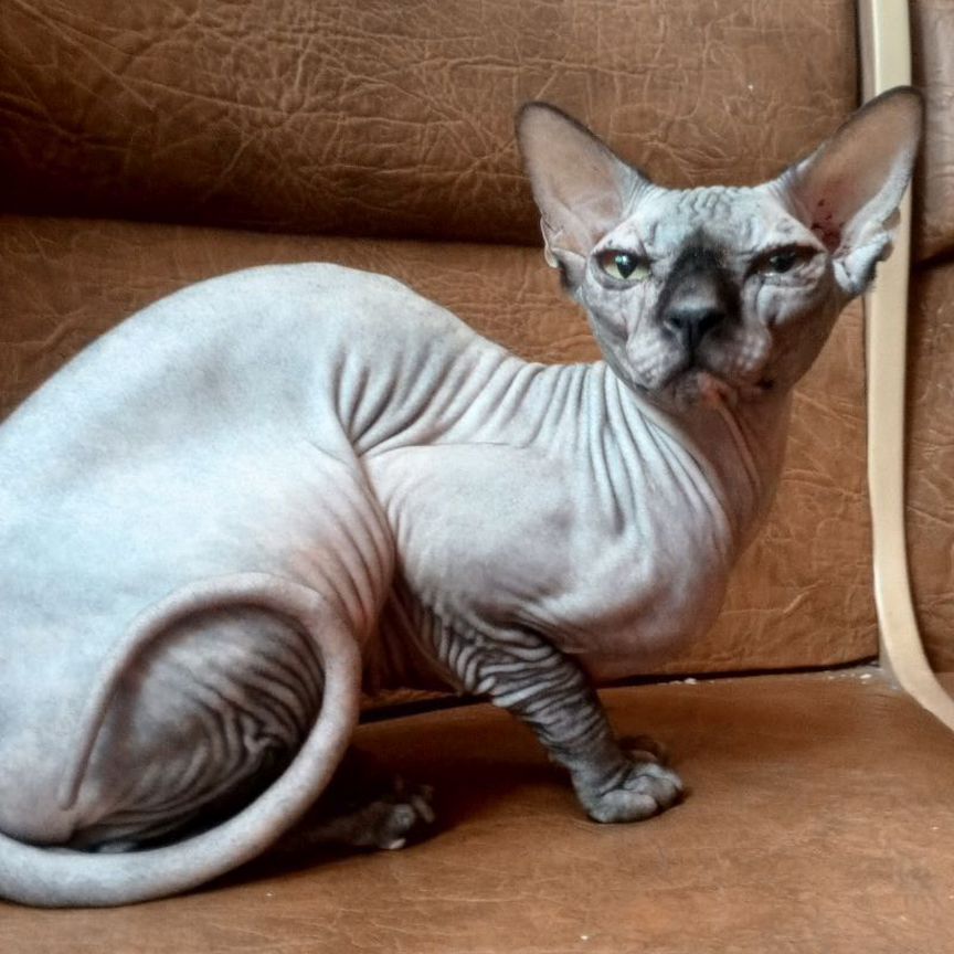 Лысая кошка Канадский Сфинкс Продам