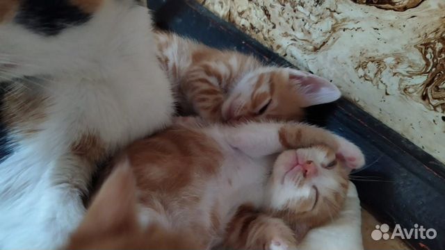 Кошечка Лапочка в добрые руки