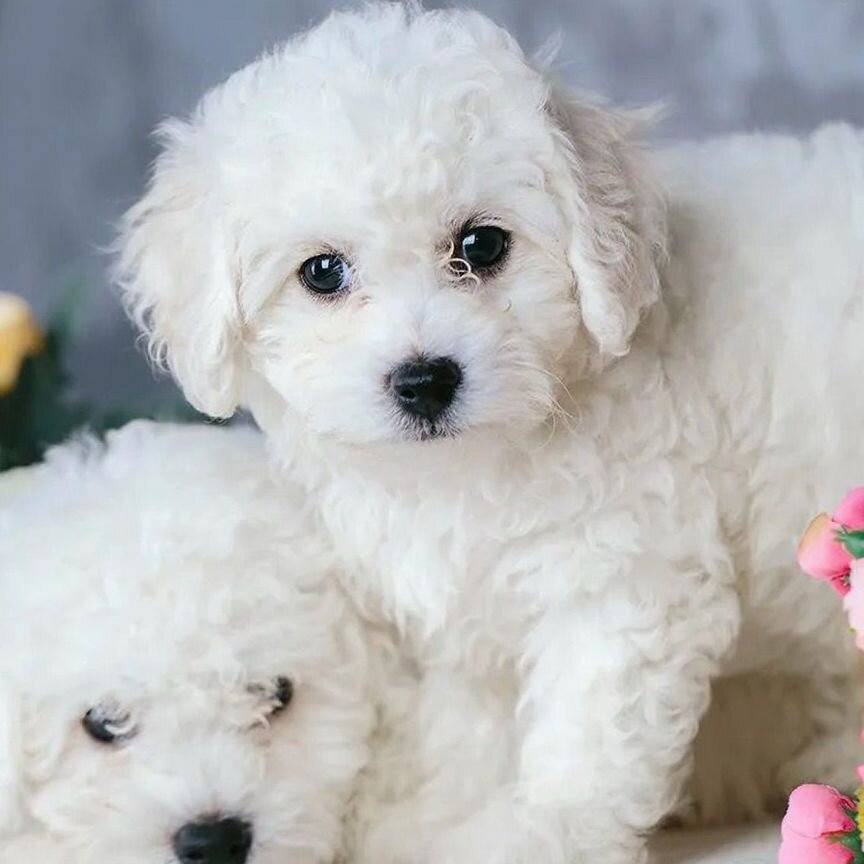 Щегки бишон фризе