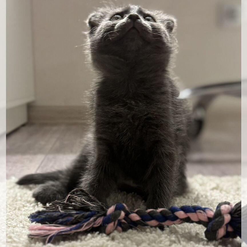 Шотландская вислоухая