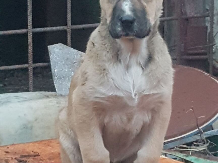 Кавказский волкодав