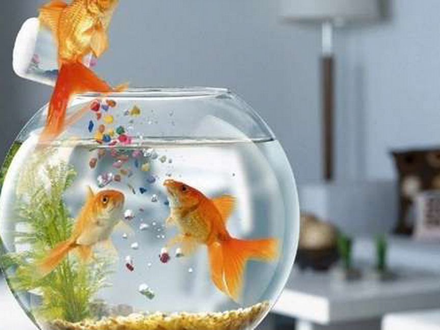 Аквариумные рыбки и растения