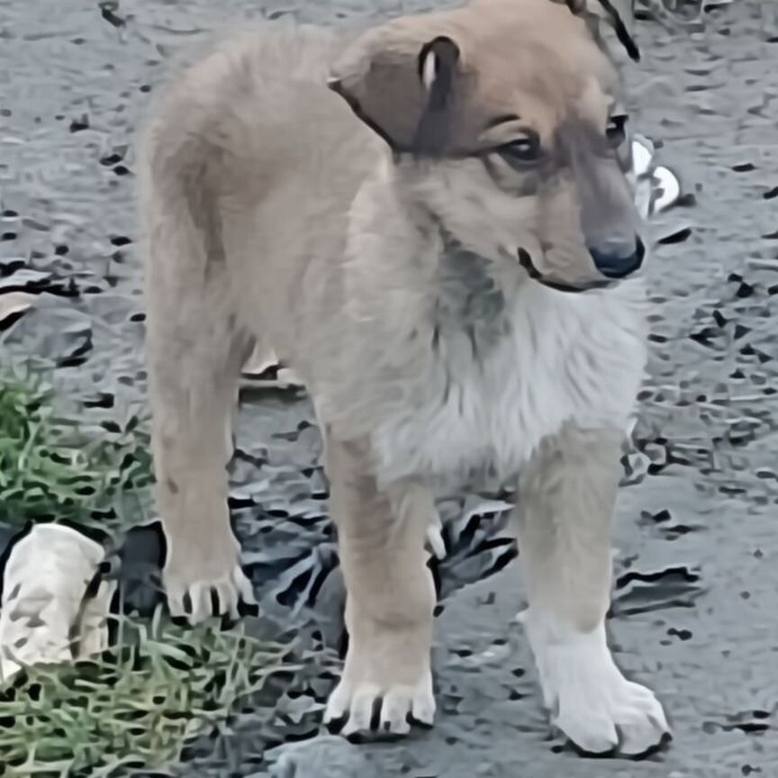 Щенок в добрые руки