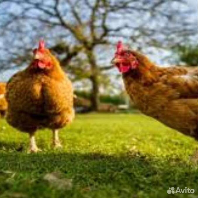 Отдам 14 куриц, бесплатно
