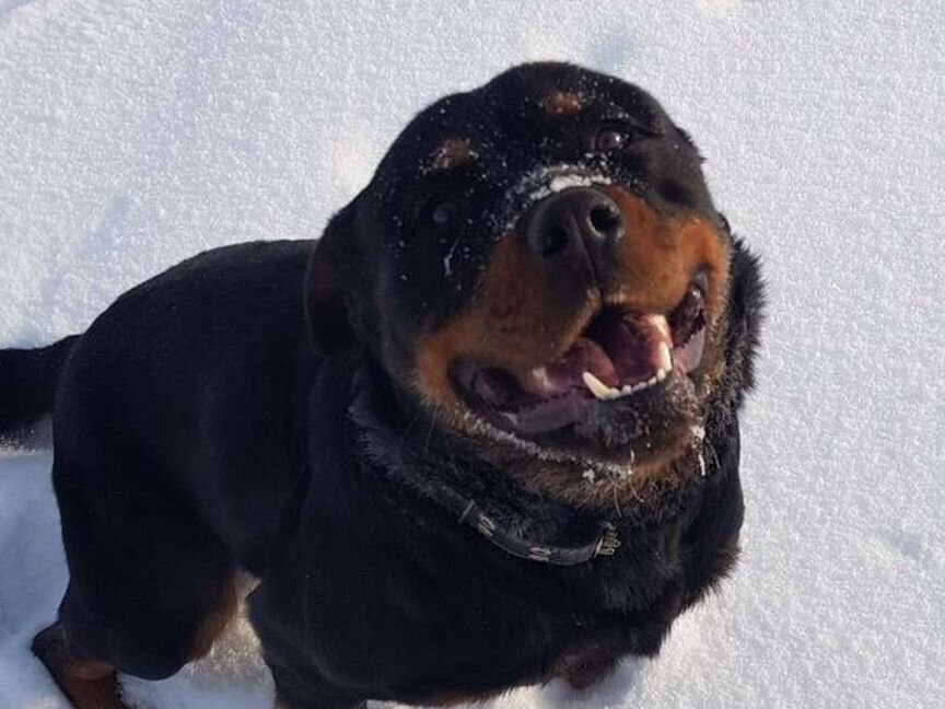 Ротвейлер. Вязка