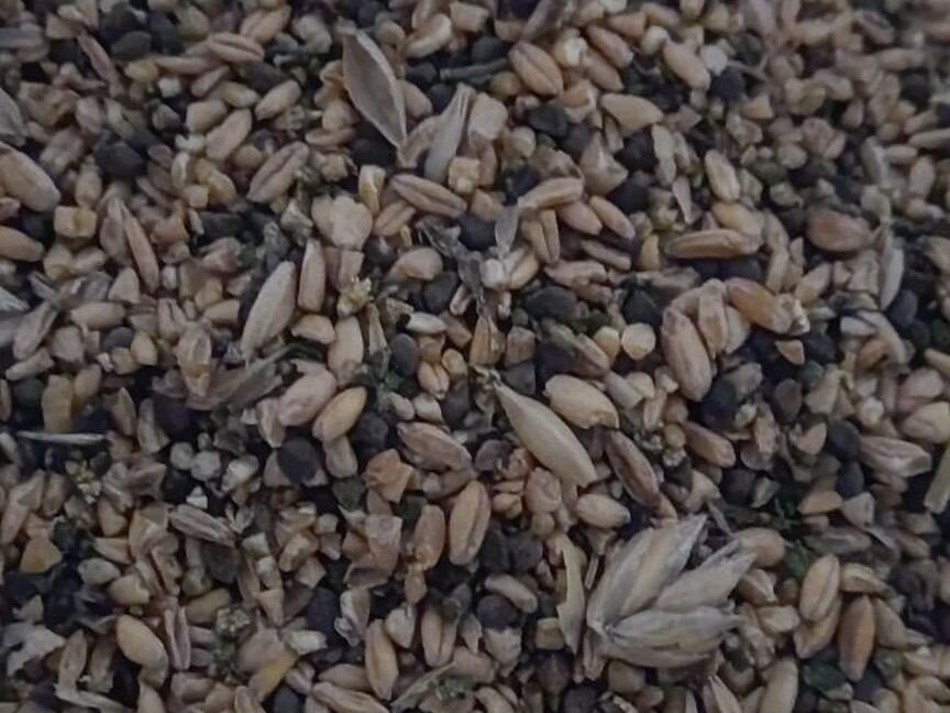 Отходы пшеницы 2023