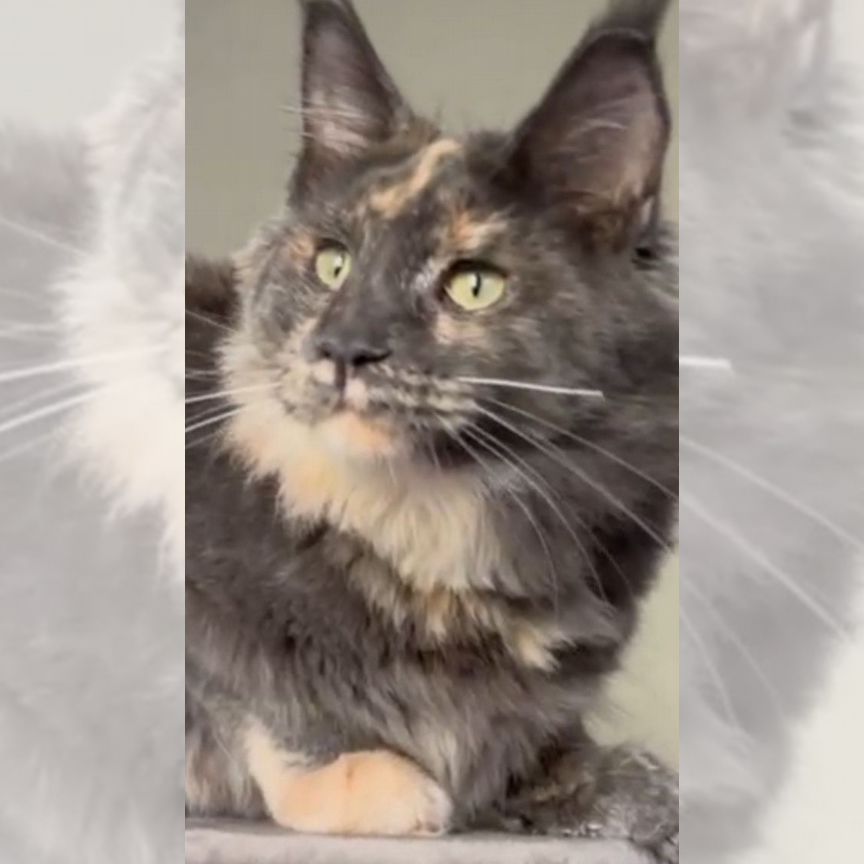 Мейн-кун котёнок