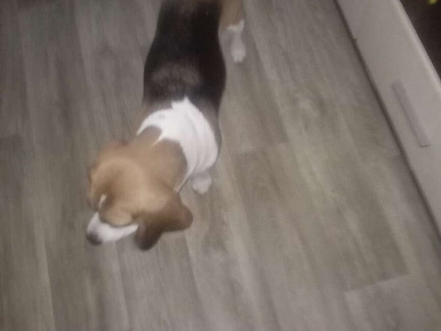 Собака бигль