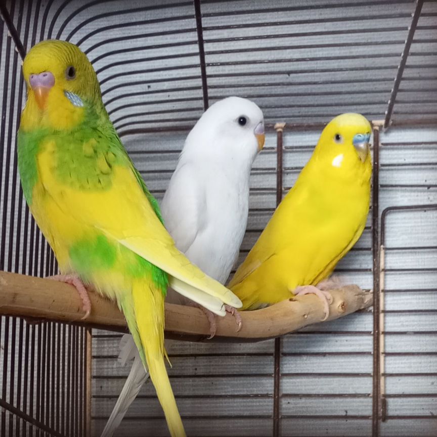 Волнистый попугай