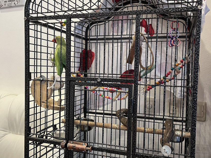 Ожереловый попугай самка