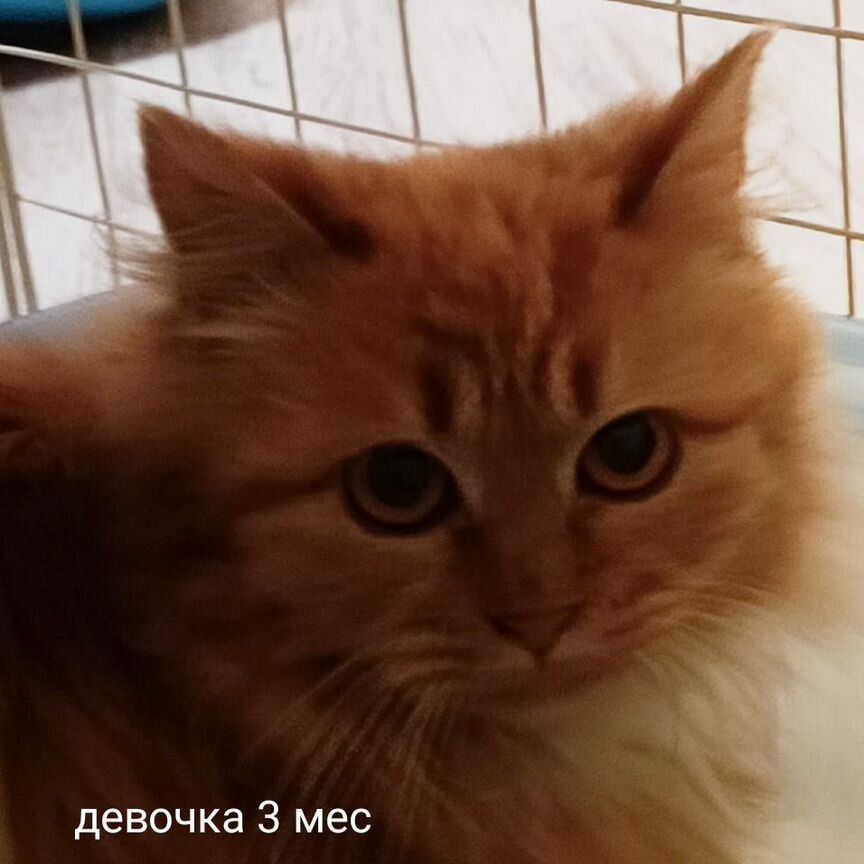 Рыжая красотка 3 мес девочка