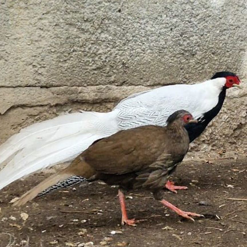 Серебристый фазан