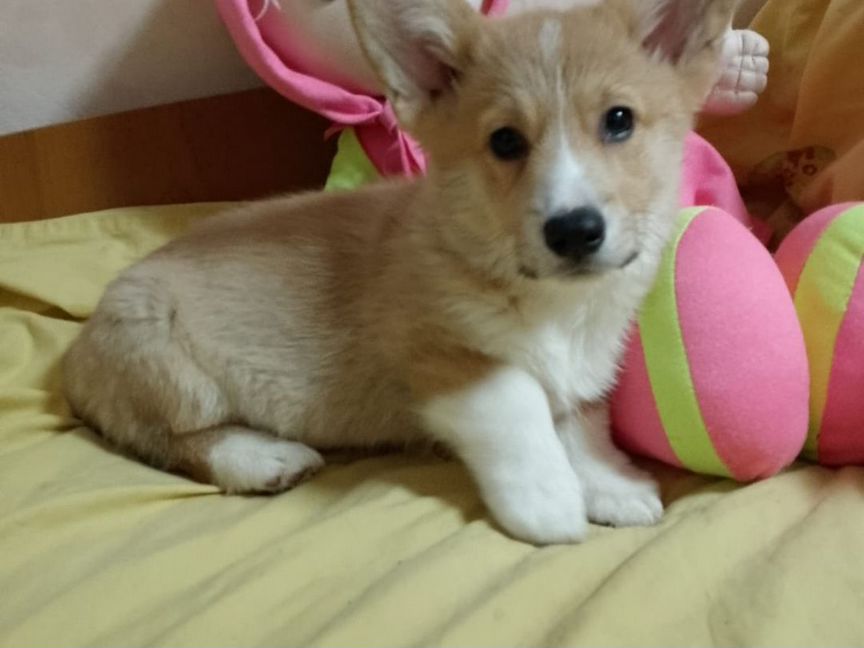 Самый милый корги мальчик