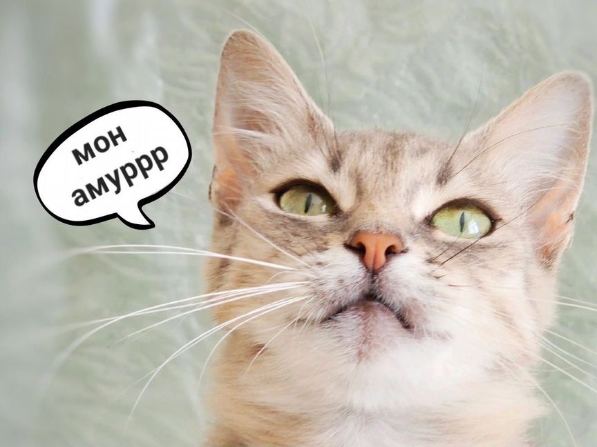 Кошечка в добрые руки