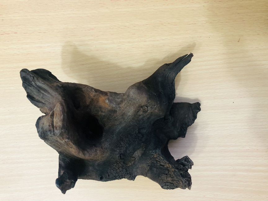 Коряга мангровая