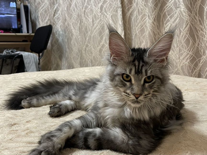 Котята мейн-кун