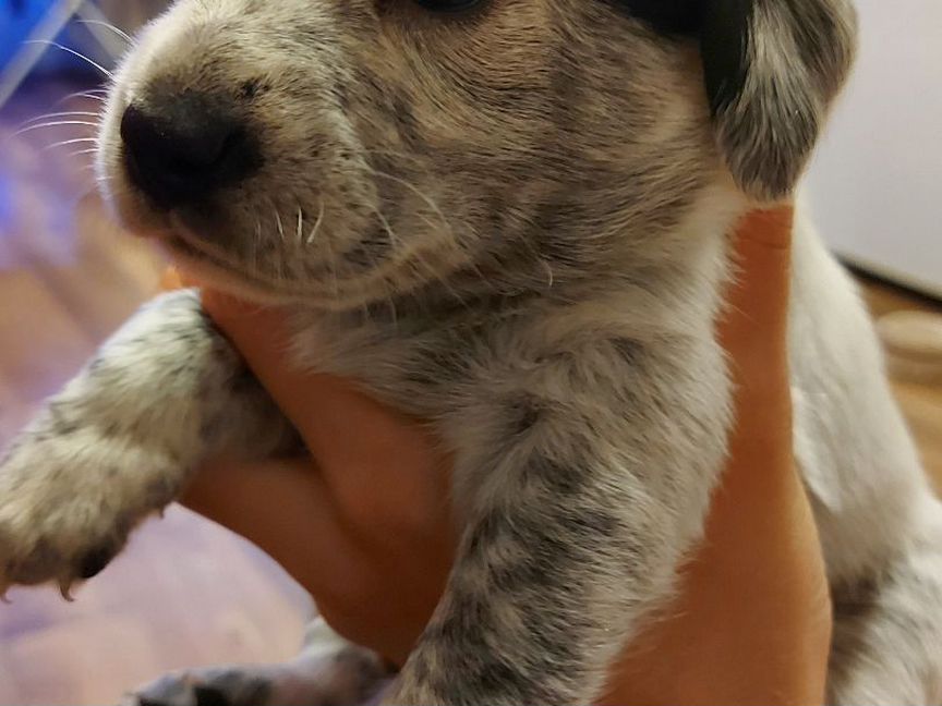 Щенки. Отдам в добрые руки