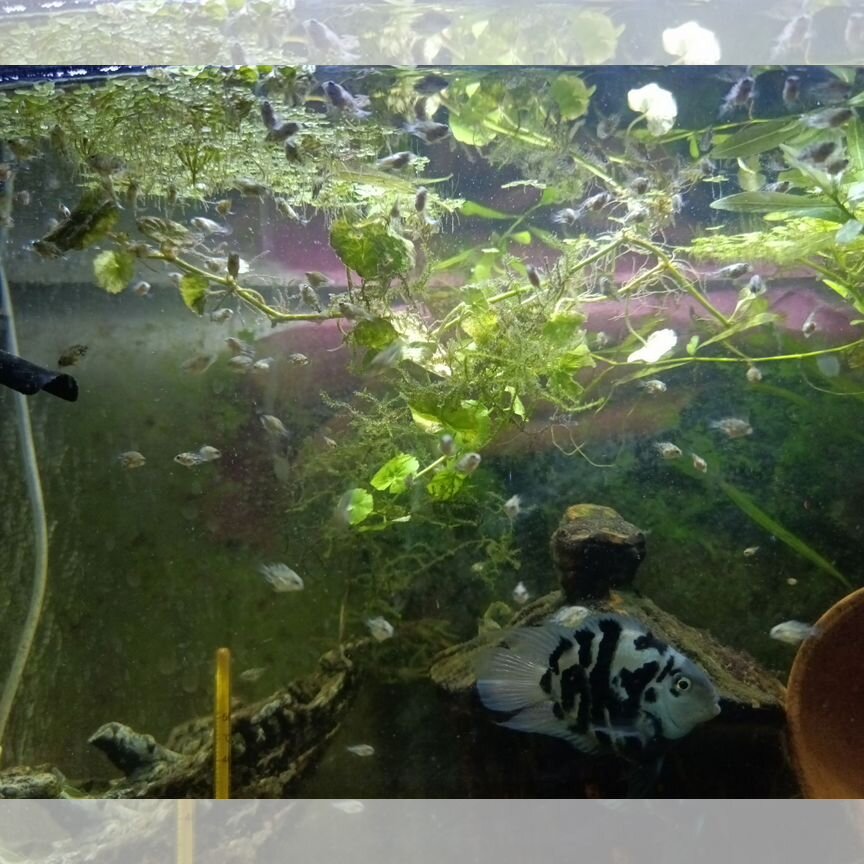 Цихлида Сапфировый попугай или Голубая панда