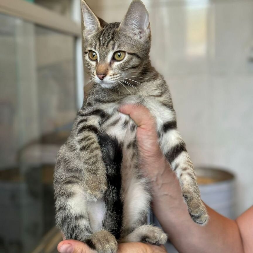 Котенок Мурчалка Васька