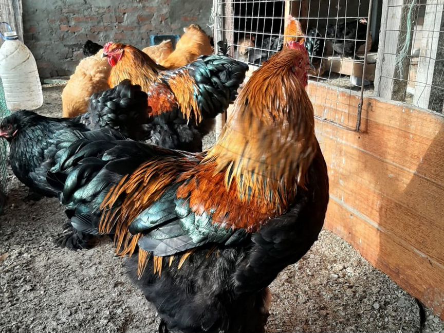 Куры Брама и Кохинхин