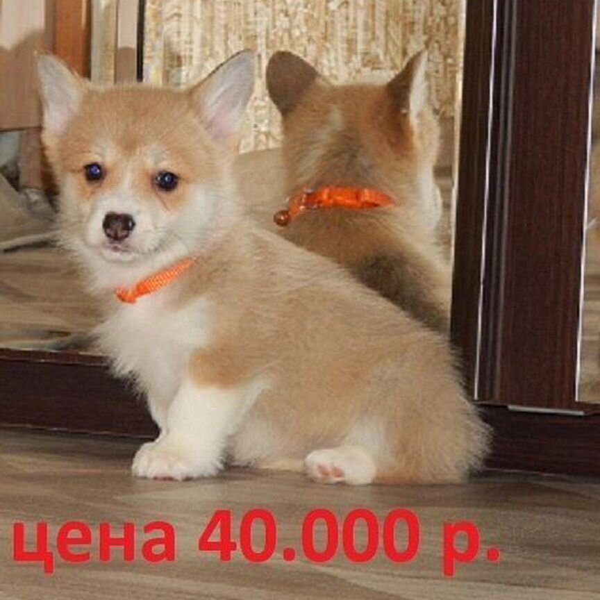 Королевские корги, щенки