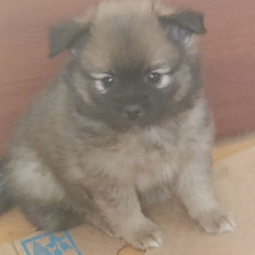 Немецкий шпиц, щенок