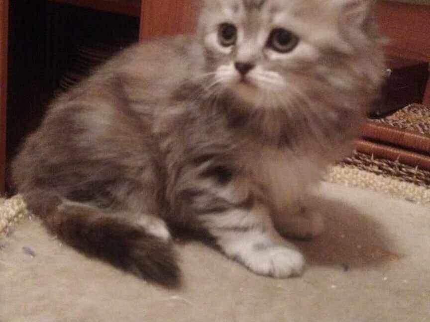 Шотландские страйты котята