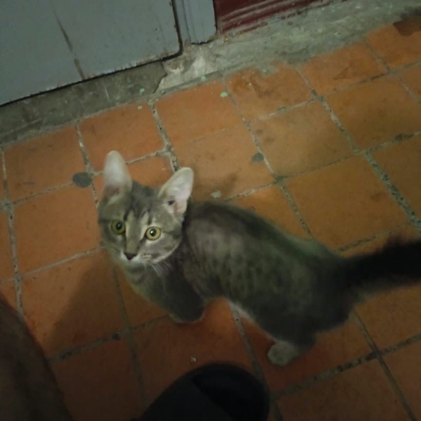 Котенок,девочка в добрые руки нашли в подьезде