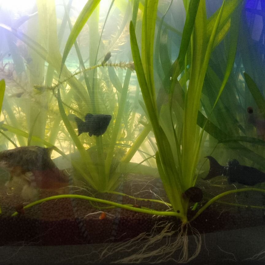 Аквариумное растение