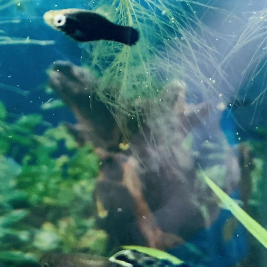 Меченосцы черные