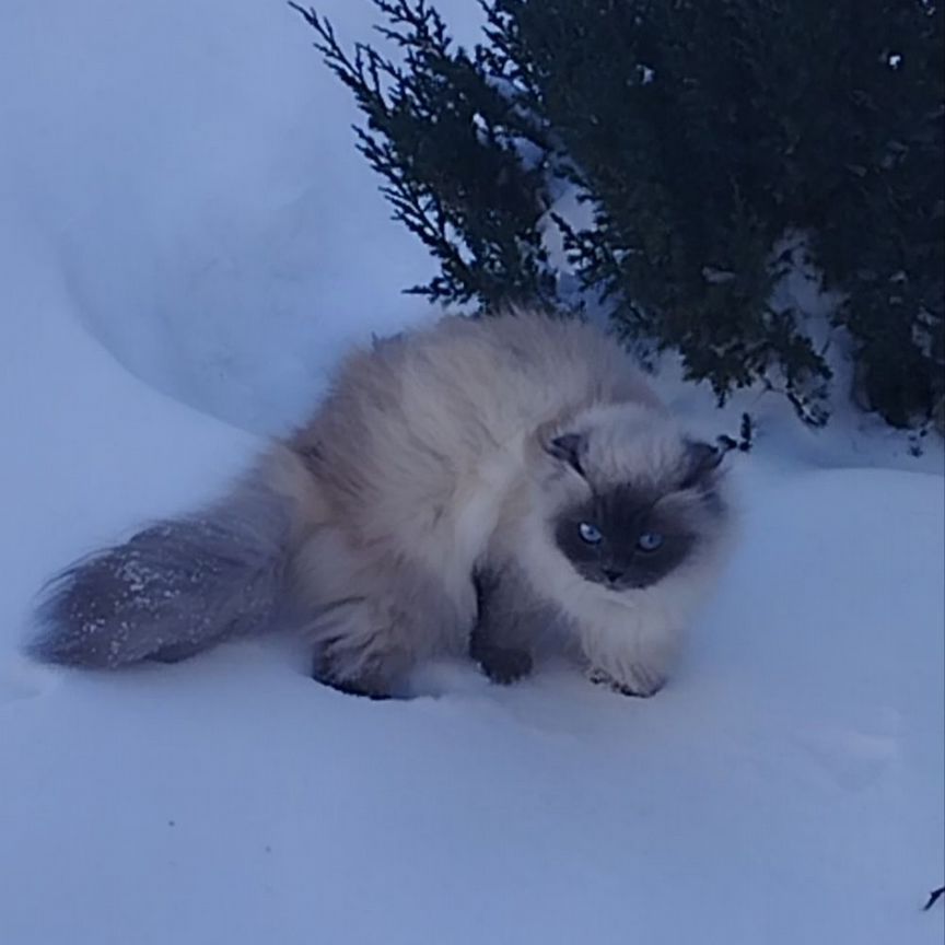 Домашние животные кошки