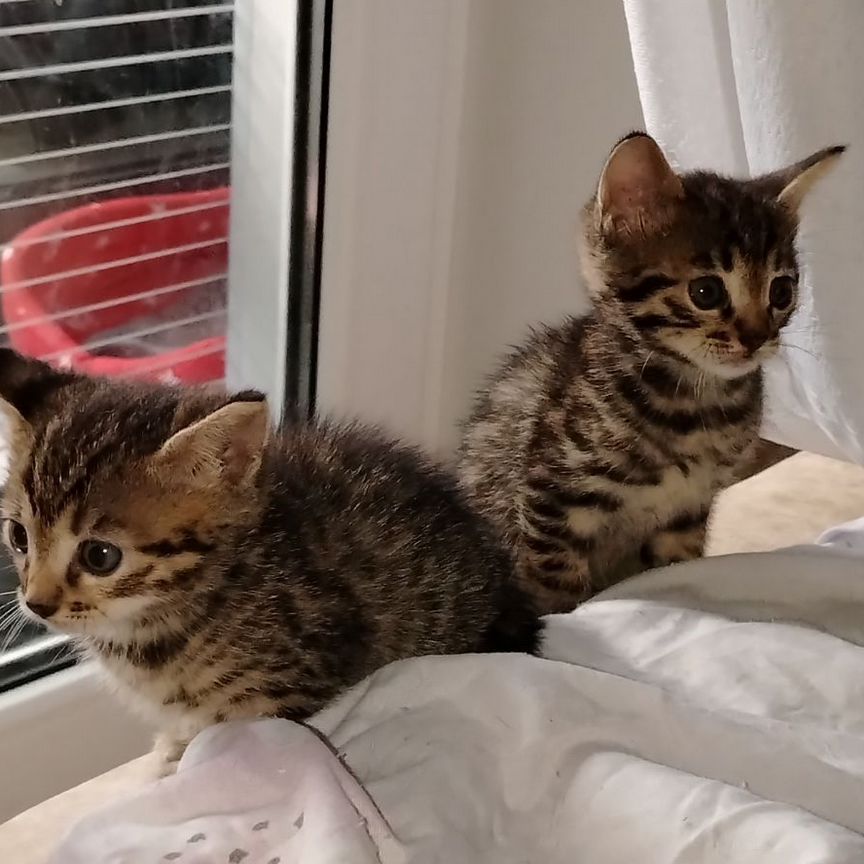 Японские бенгалы