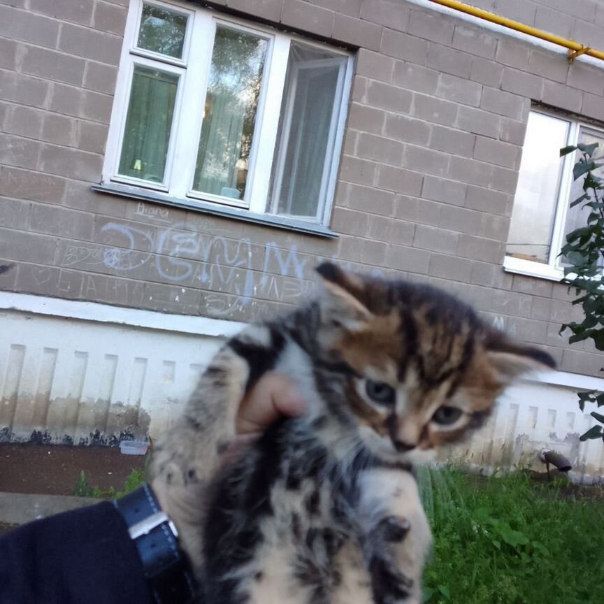 Котята британские и Шотландская