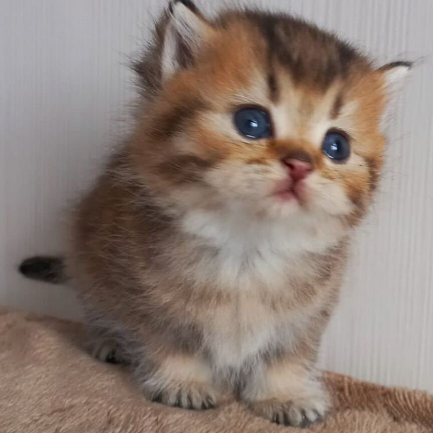 Золотой котик