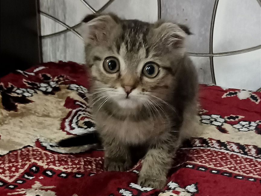 Мальчик вислоухий 1,5 мес