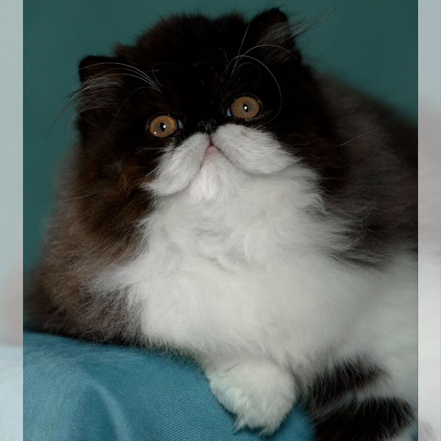 Персидские котята
