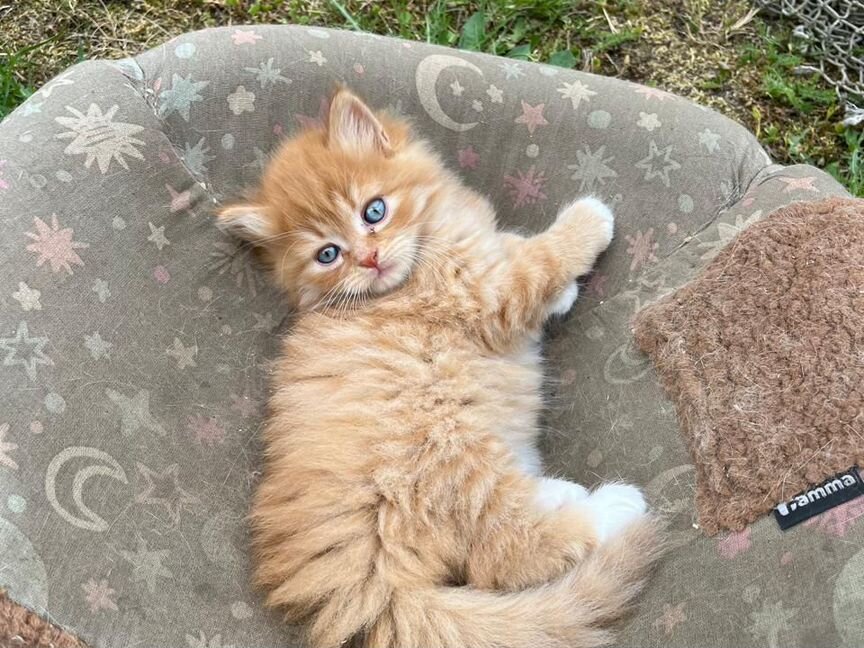 Котёнок от домашней кошки