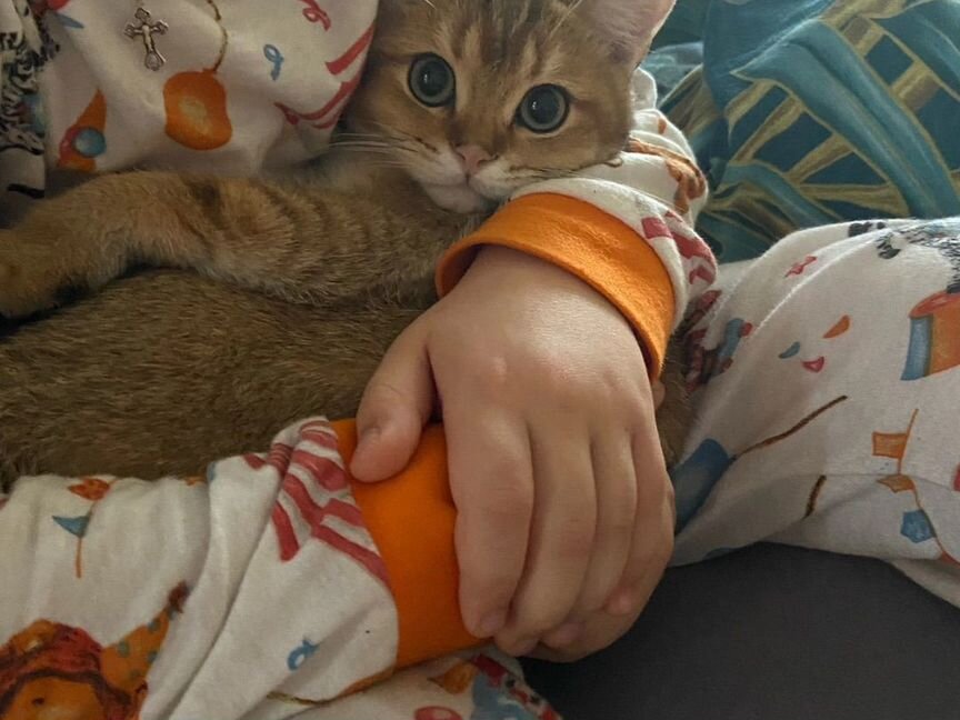 Кот на вязку золотая шиншилла