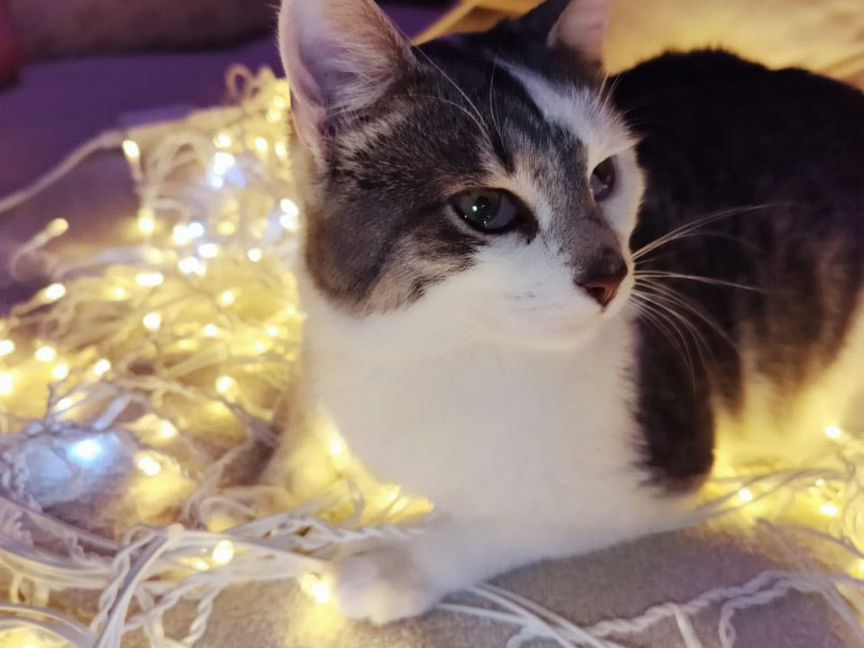 Котенок ищет дом самый ласковый кот в дар