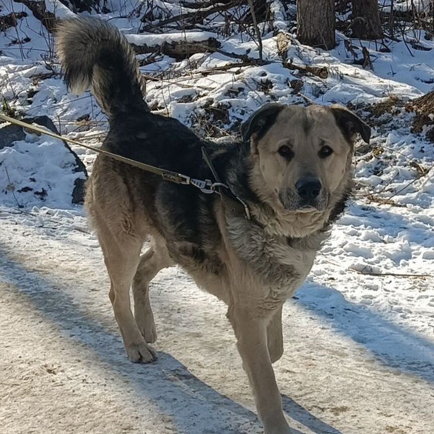 Взрослый пёс в добрые руки