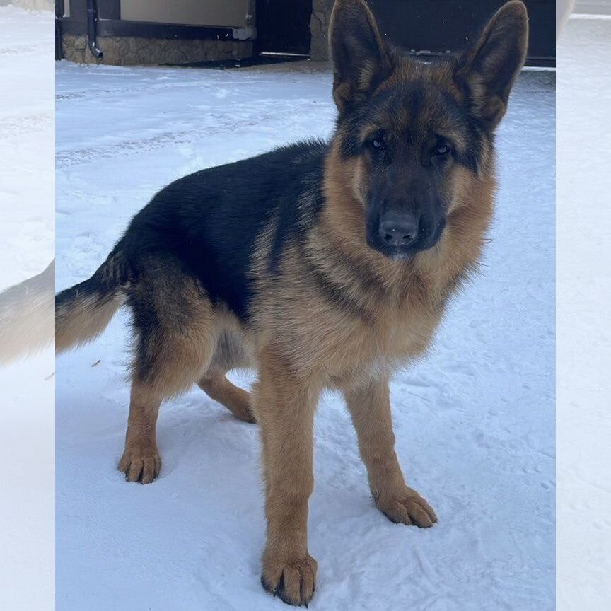 Немецкая овчарка