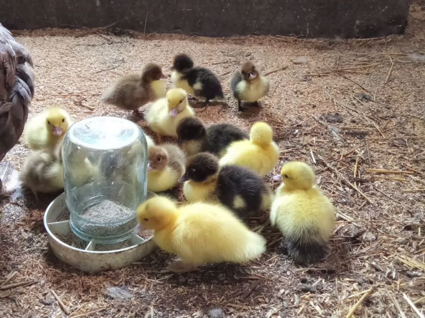 Продаются индоутята(мускусные) 5 дневные