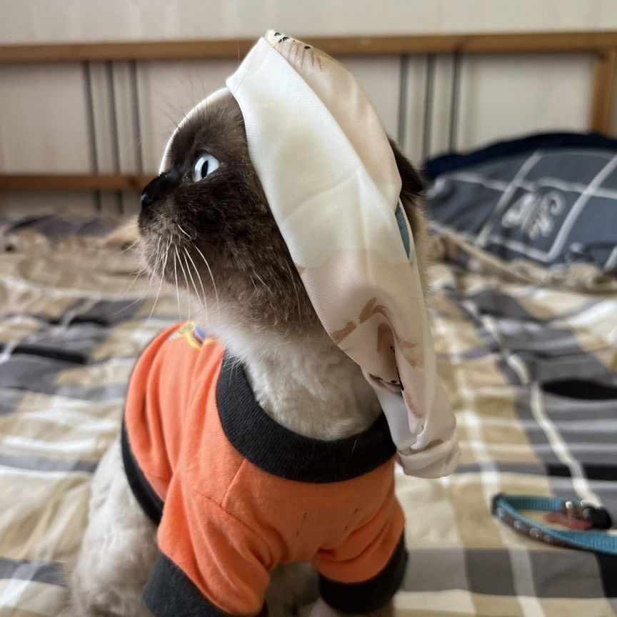 Кощечка на взятка