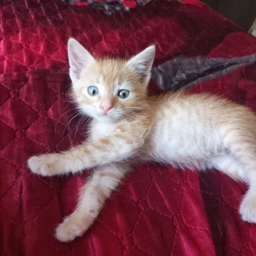 Рыжие котики