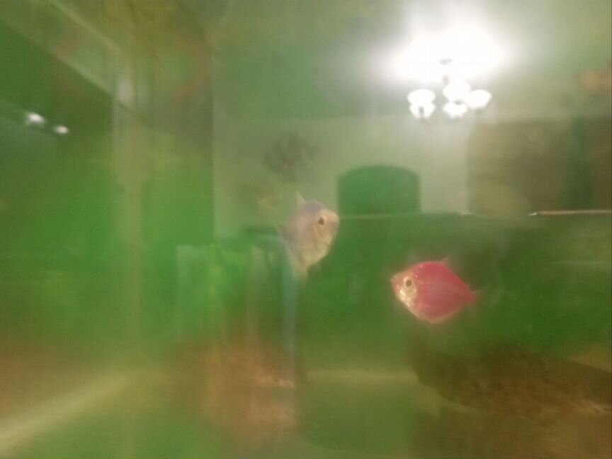 Рыбки тернеции