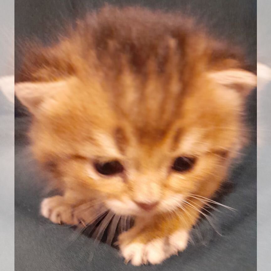 Шотландский вислоухий короткошёрстный котёнок