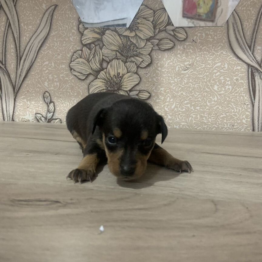 Протам той терьеров