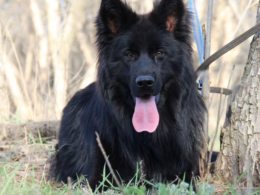 Кобель подросток