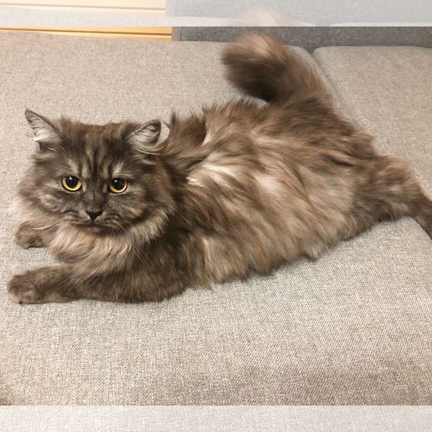 Британская длиношерстная