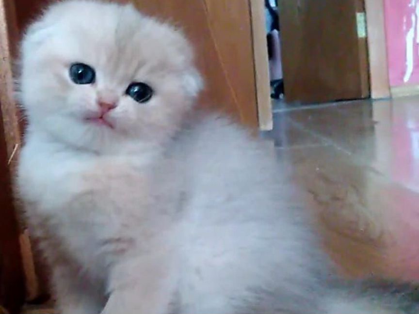 Шотландские котята